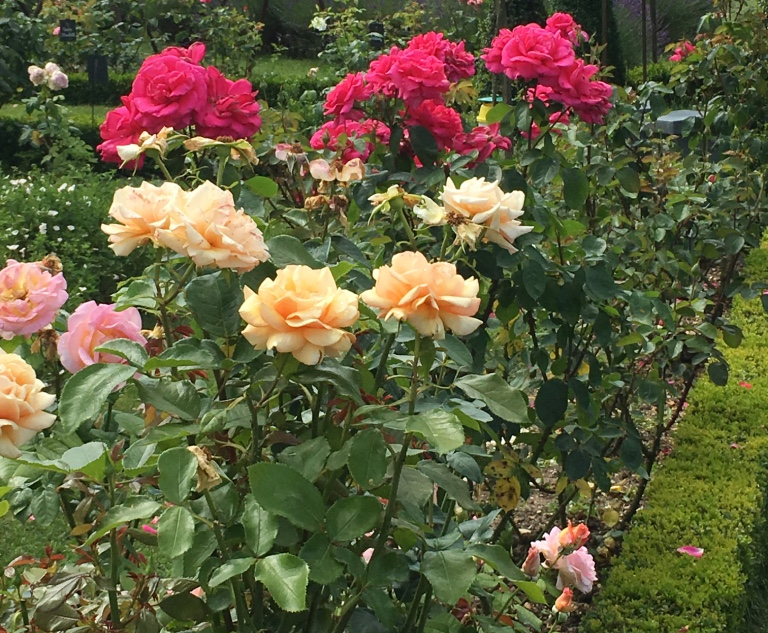 The Roses of Venice – The Educated Traveller