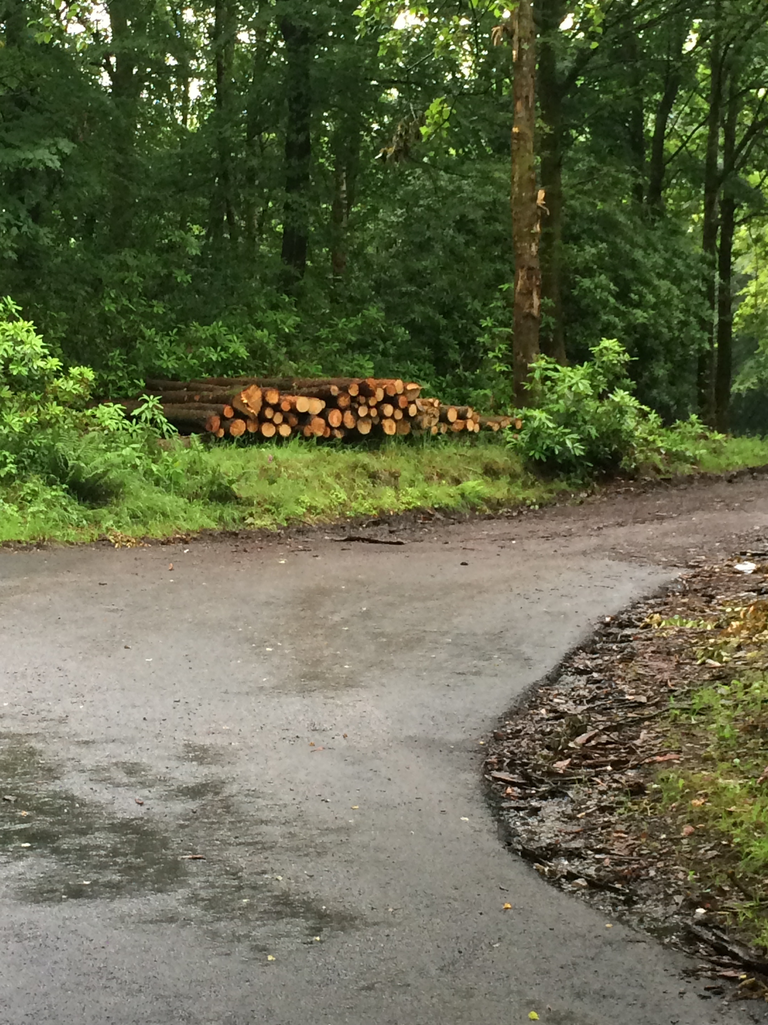 Beatrix Potter and the English Lakes